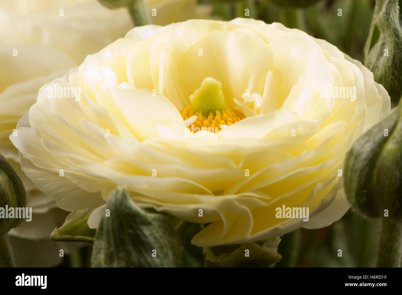 Ranunculus plants hi-res stock photography and images - Alamy