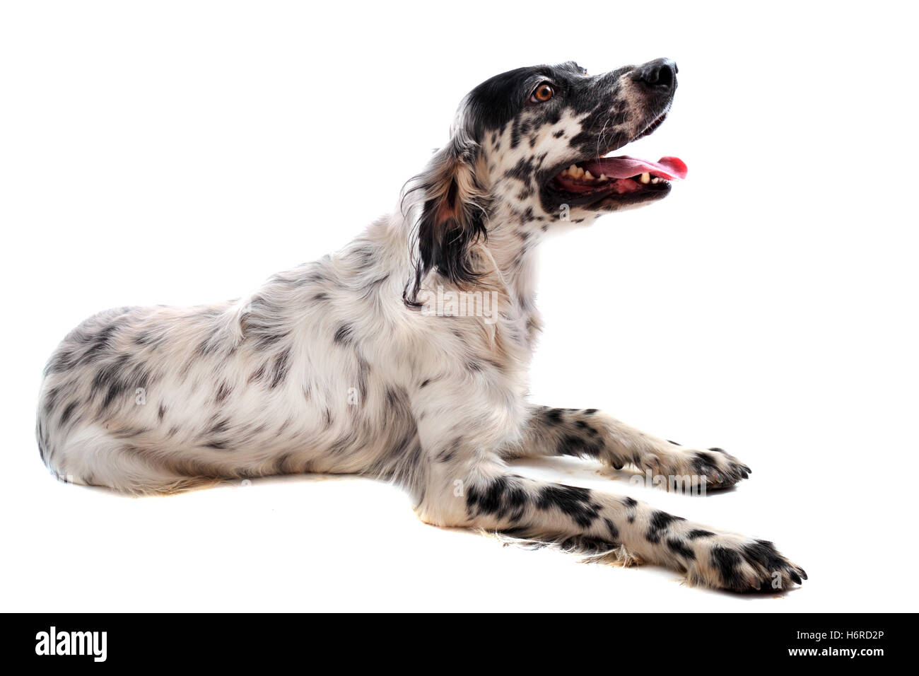 English setter Cut Out Stock Images & Pictures - Alamy