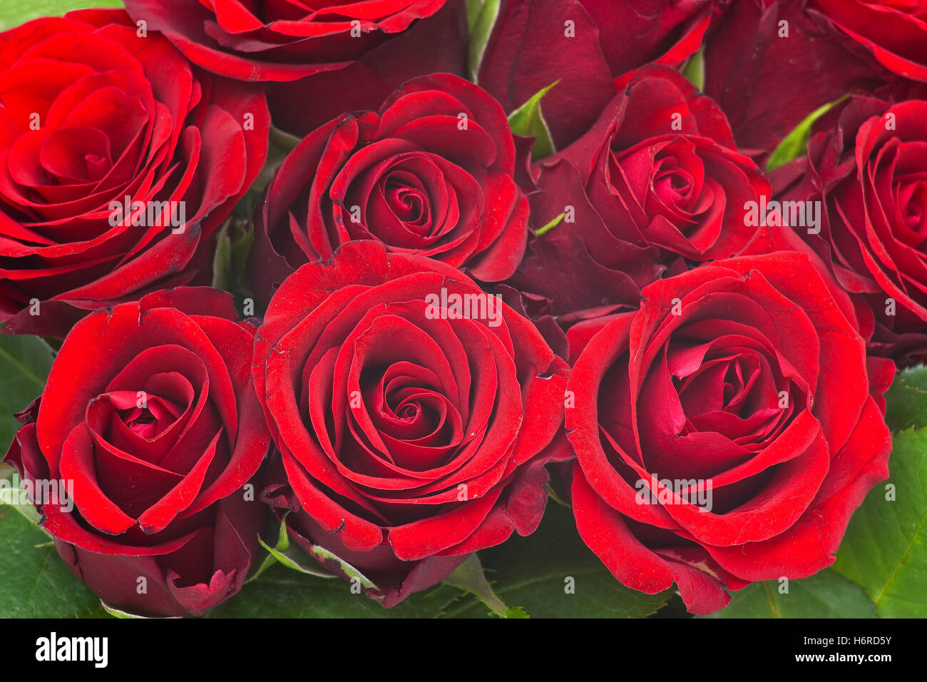 Heart rot hi-res stock photography and images - Alamy