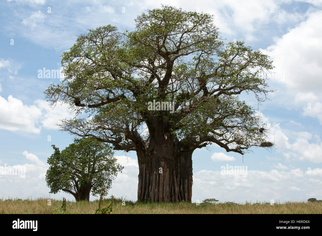 african baobab tree Stock Photo - Alamy