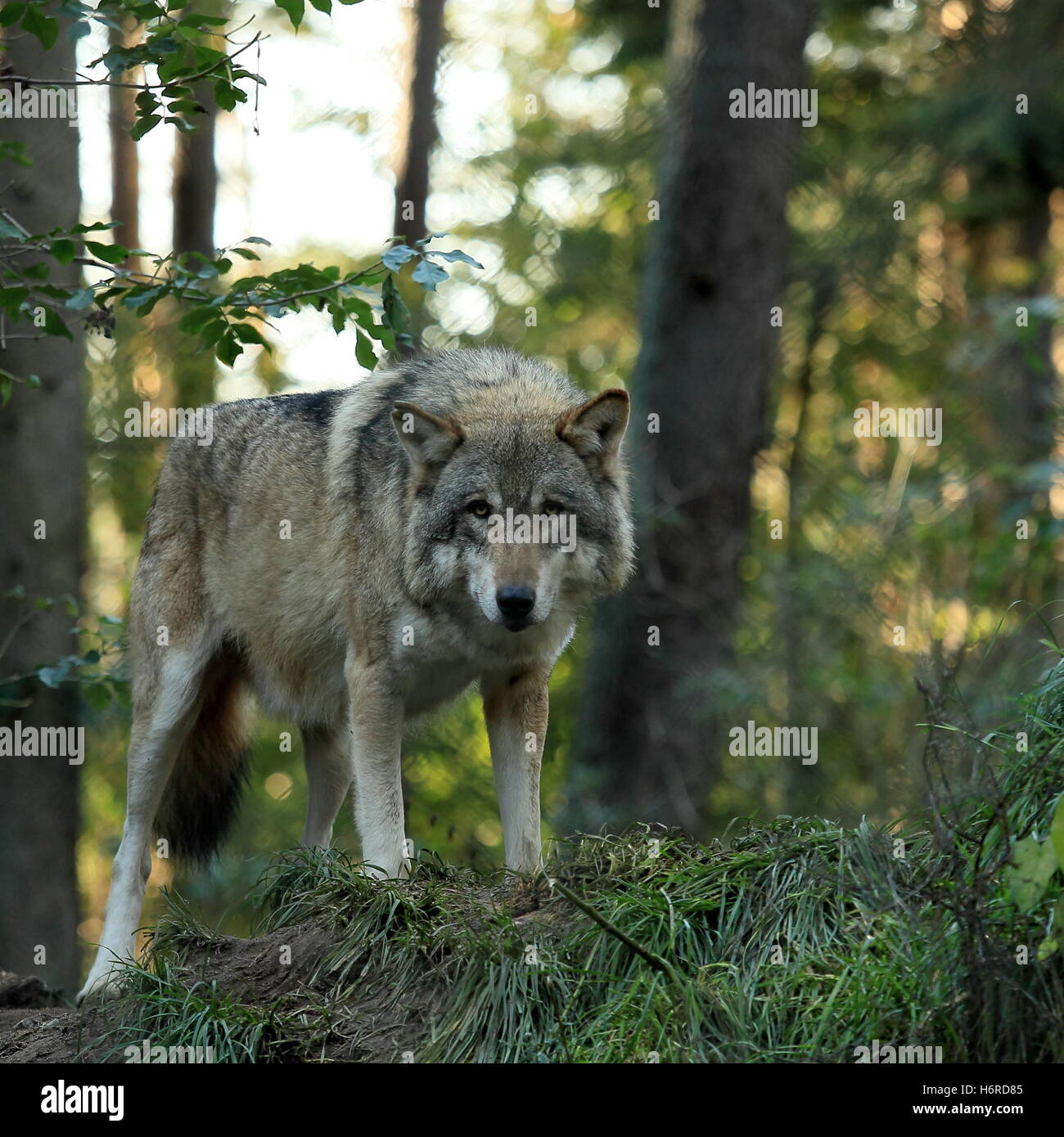 Alert view hi-res stock photography and images - Alamy