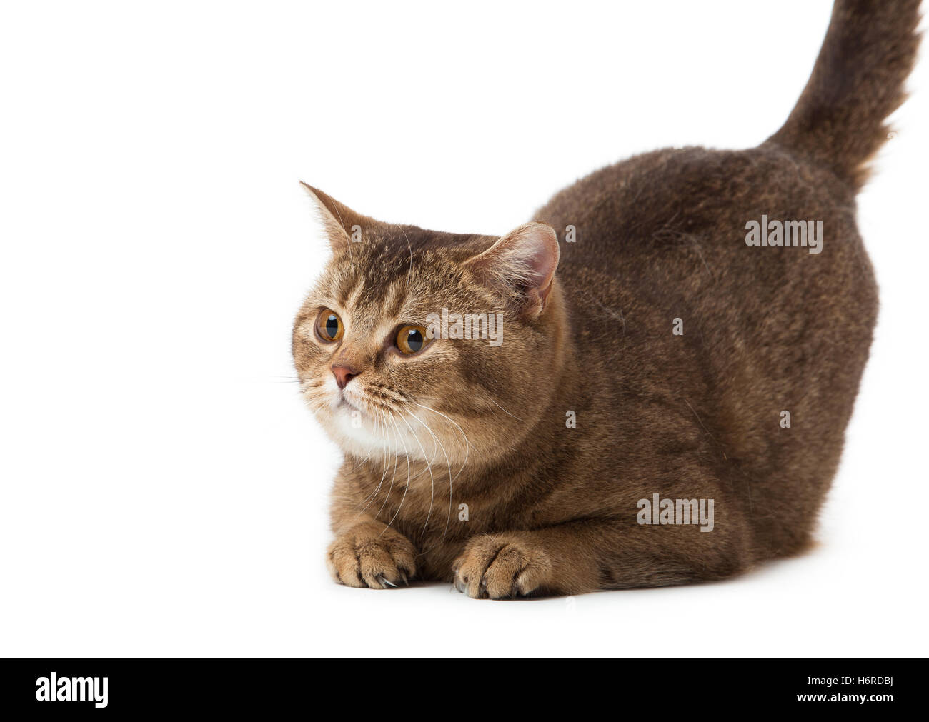 Fuzzy animals hi-res stock photography and images - Alamy