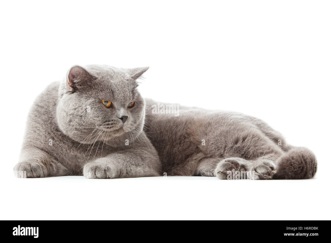 Fuzzy animals hi-res stock photography and images - Alamy