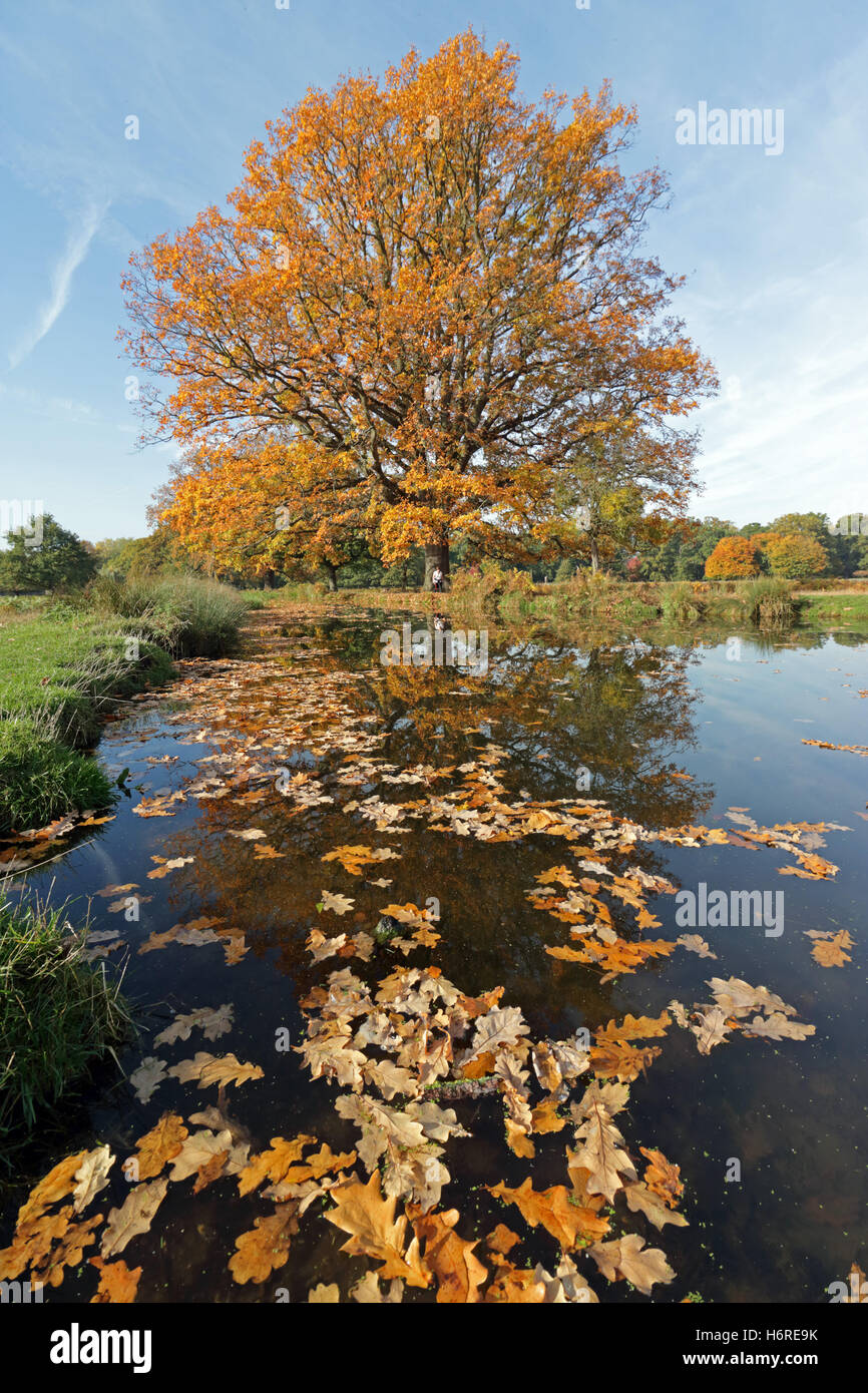 London oak tree hi-res stock photography and images - Alamy