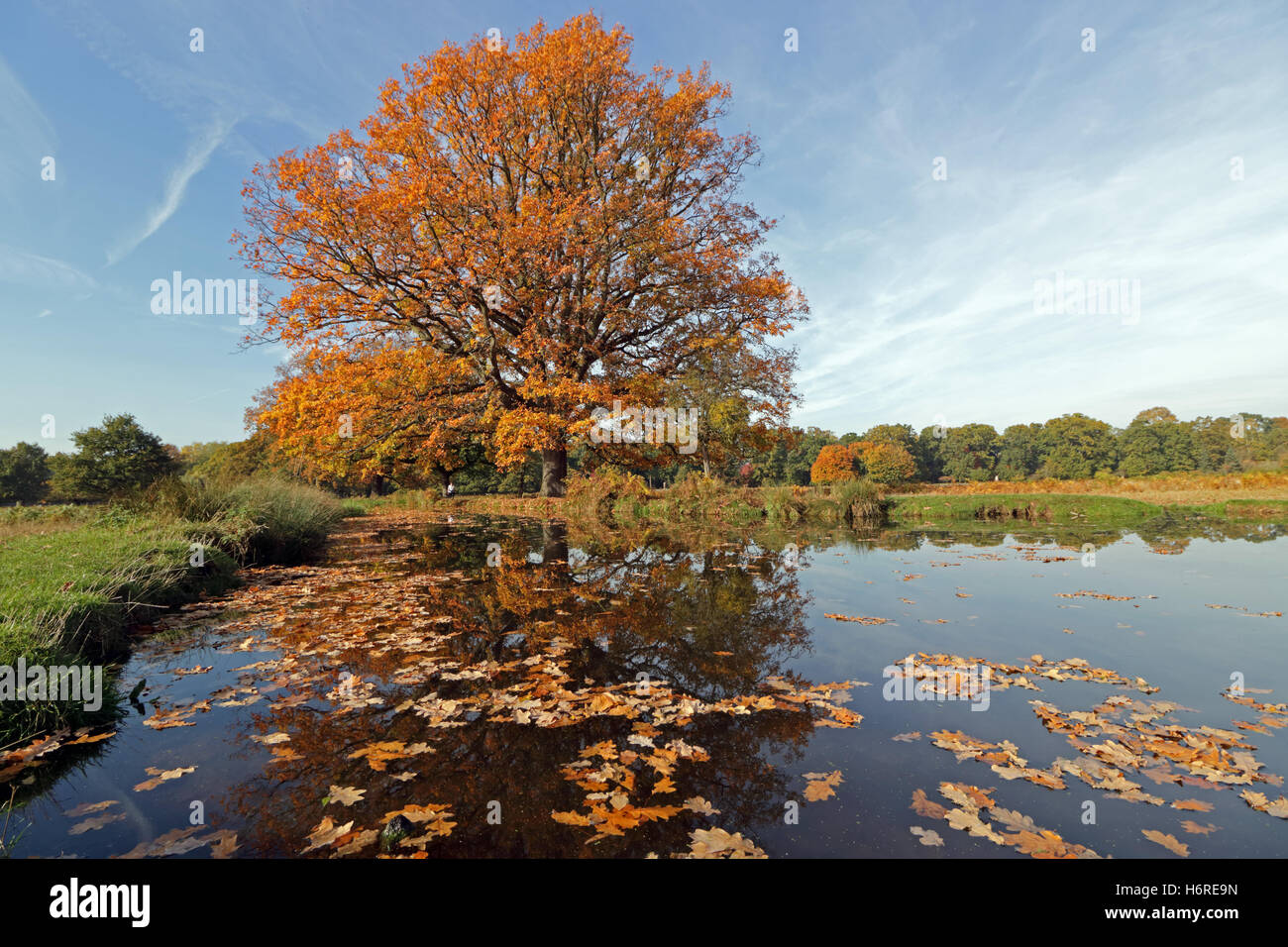 London oak tree hi-res stock photography and images - Alamy