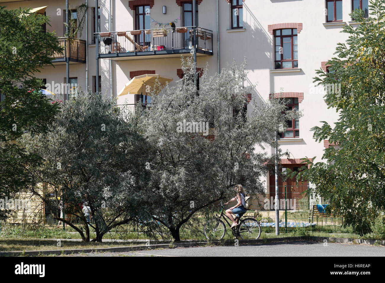 Leipzig, Germany. 27th Aug, 2016. Olive trees growing in Leipzig ...
