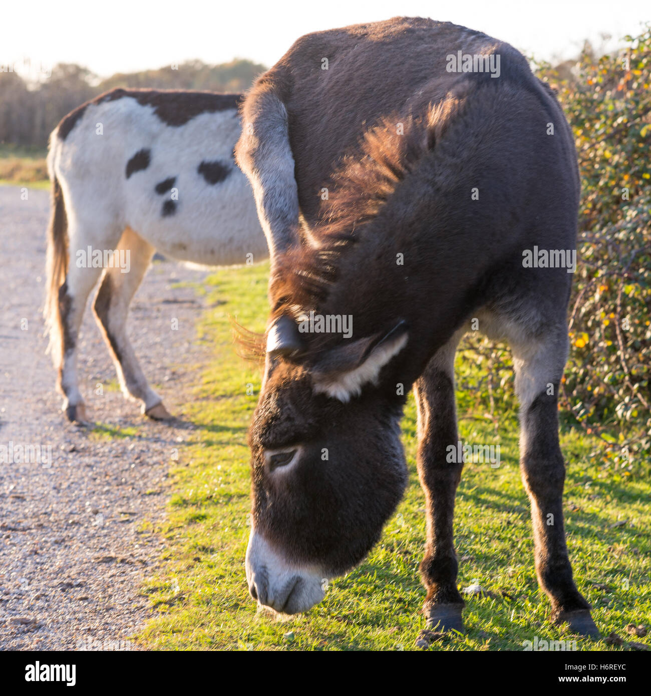 Two New Forest donkeys in evening sunlight in a funny position in the ...