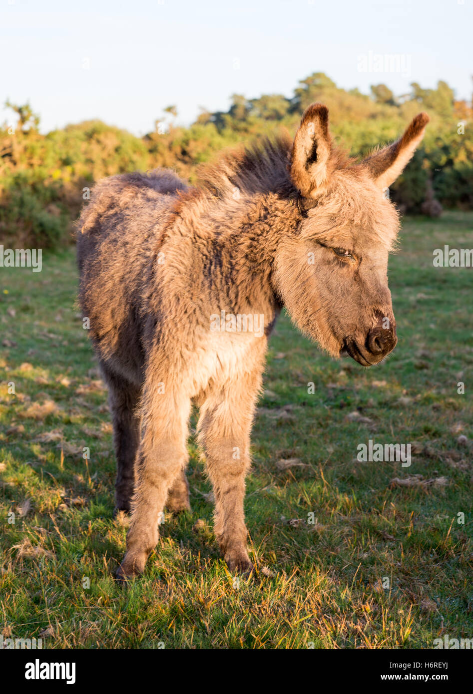 Fluffy donkey hi-res stock photography and images - Alamy