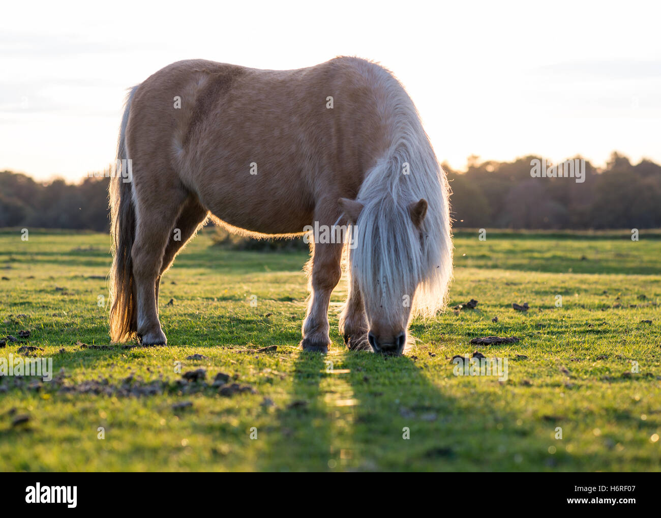Fawn coloured pony or horse with a blond mane grazing and backlit on a ...