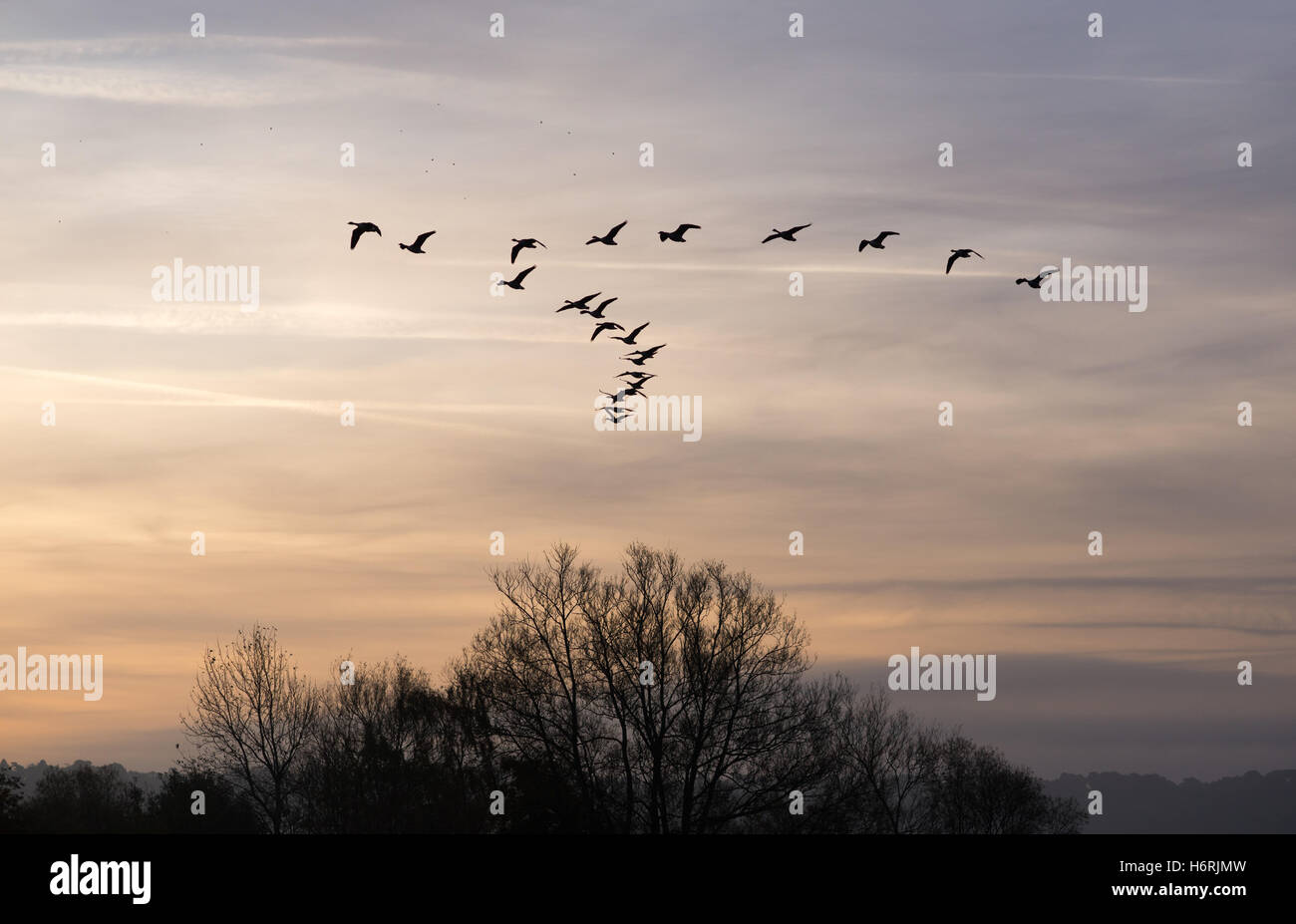 Geese flying in a v formation over treetops Stock Photo - Alamy
