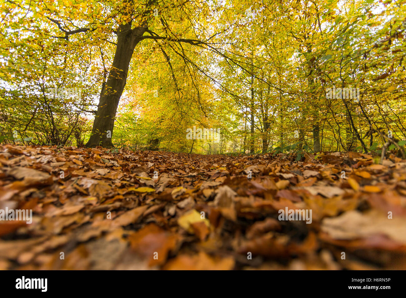 Forest of Dean, UK. 1st Nov, 2016. Autumn in the Forest of Dean & Wye ...