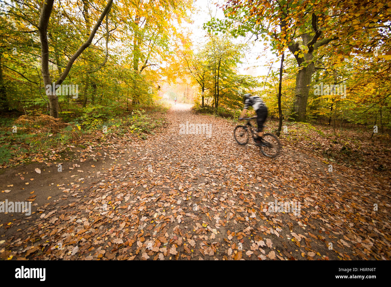 Forest Of Dean Cycle Track High Resolution Stock Photography and Images ...