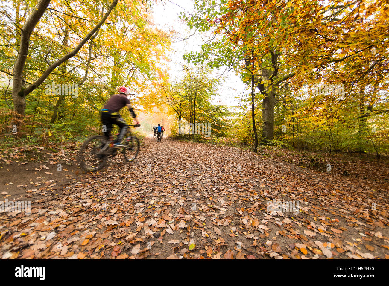 Forest Of Dean Cycle Track High Resolution Stock Photography and Images ...