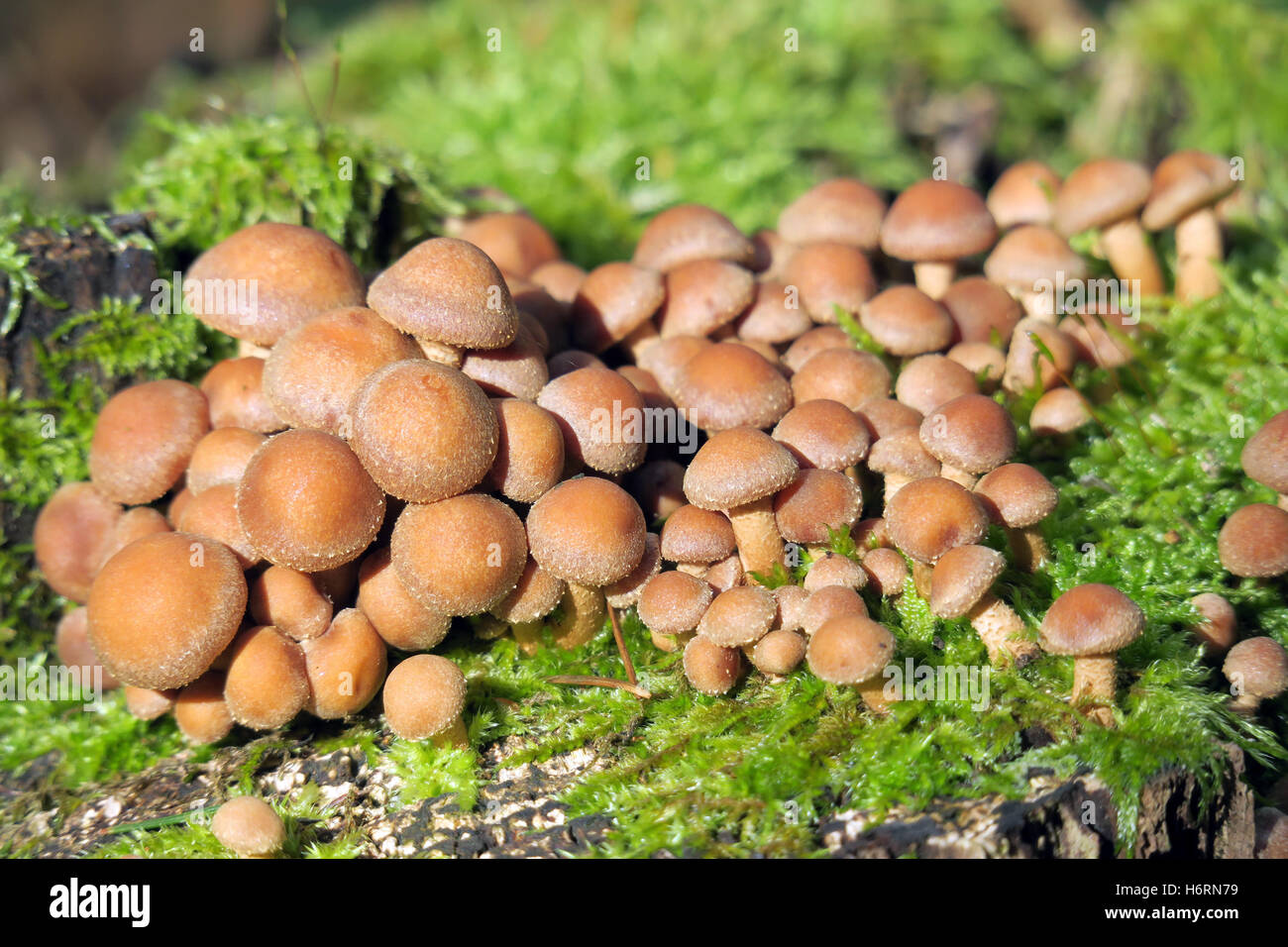 Pitch apple hi-res stock photography and images - Alamy