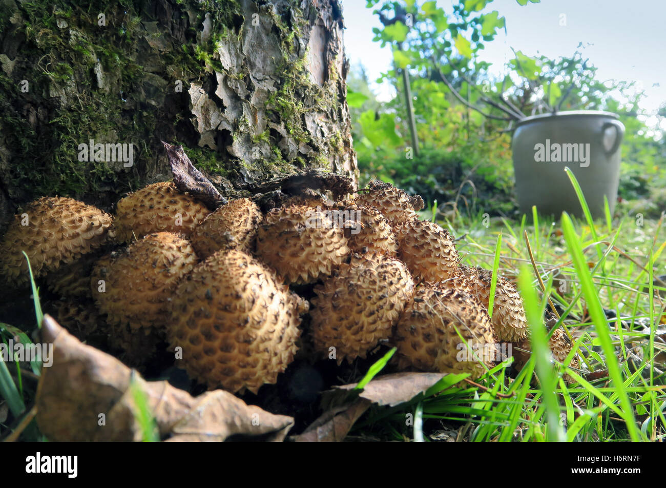 Zella-Mehlis, Germany. 16th Oct, 2016. Mushroom grow on a grass pitch ...