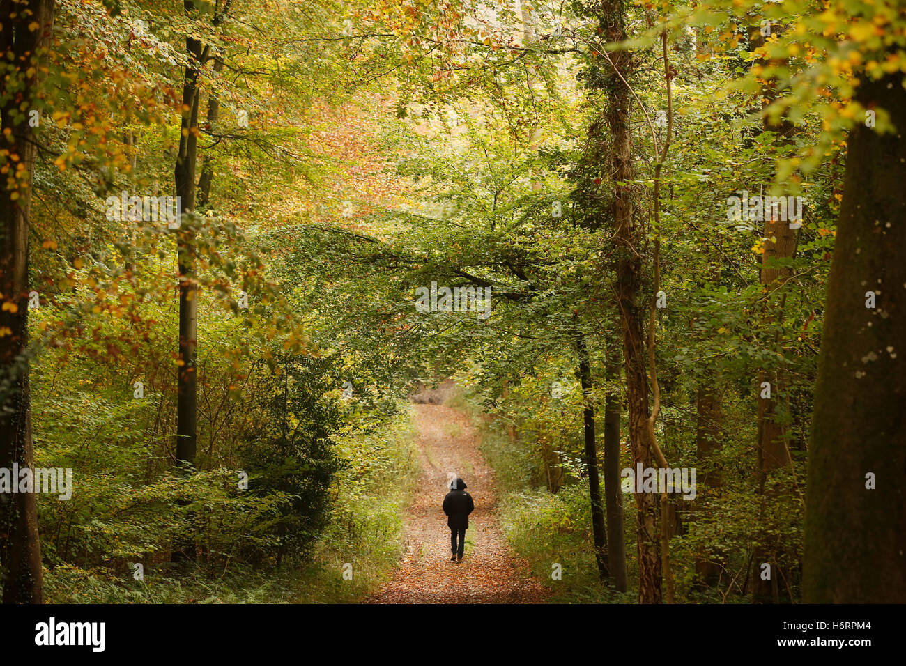 Slindon wood uk hi-res stock photography and images - Alamy
