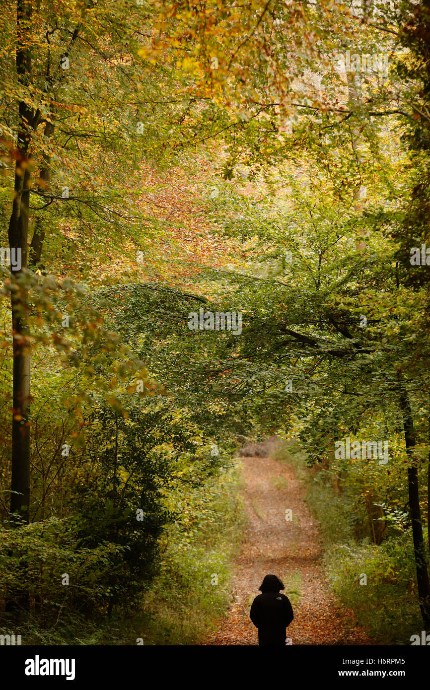 Slindon wood uk hi-res stock photography and images - Alamy