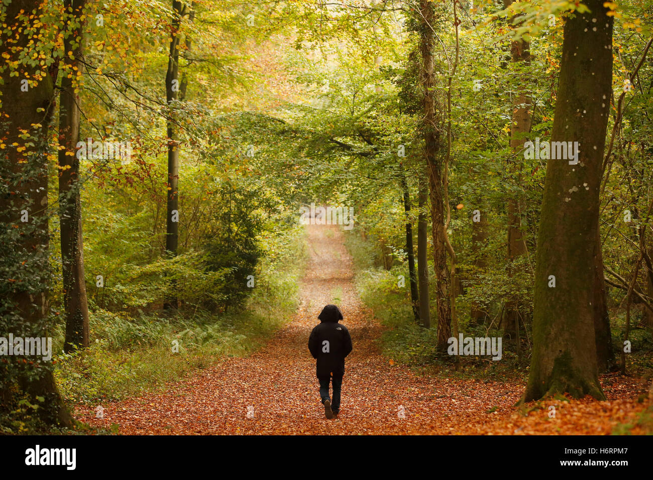 Slindon wood uk hi-res stock photography and images - Alamy