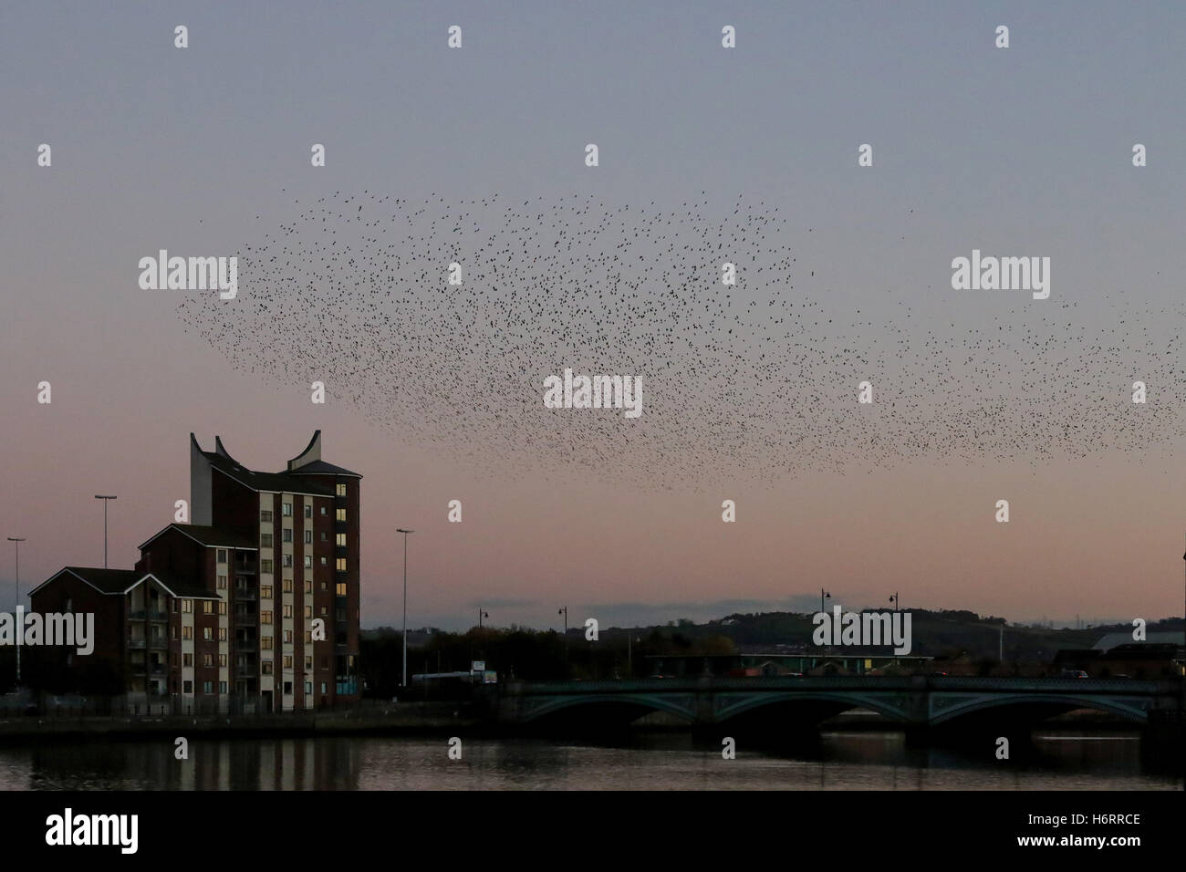 Starling murmuration uk city hi-res stock photography and images - Alamy