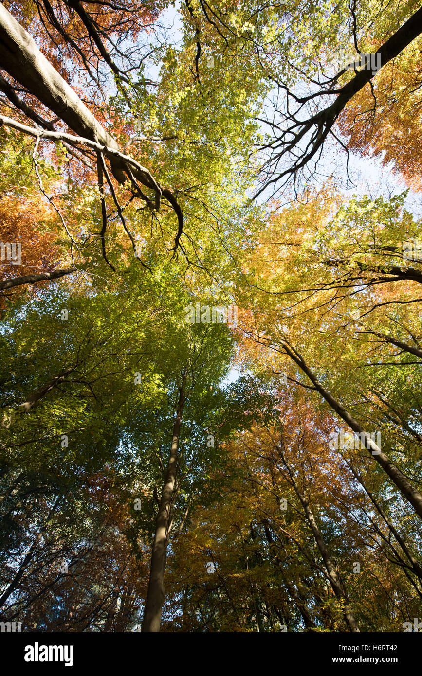 Glasgow, Scotland, UK. 1st November, 2016. Autumnal colours in the ...