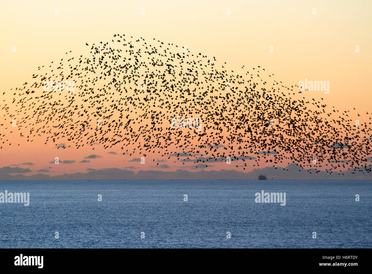 flock fly animal starling flight swarm bird dusk murmuration blackpool ...