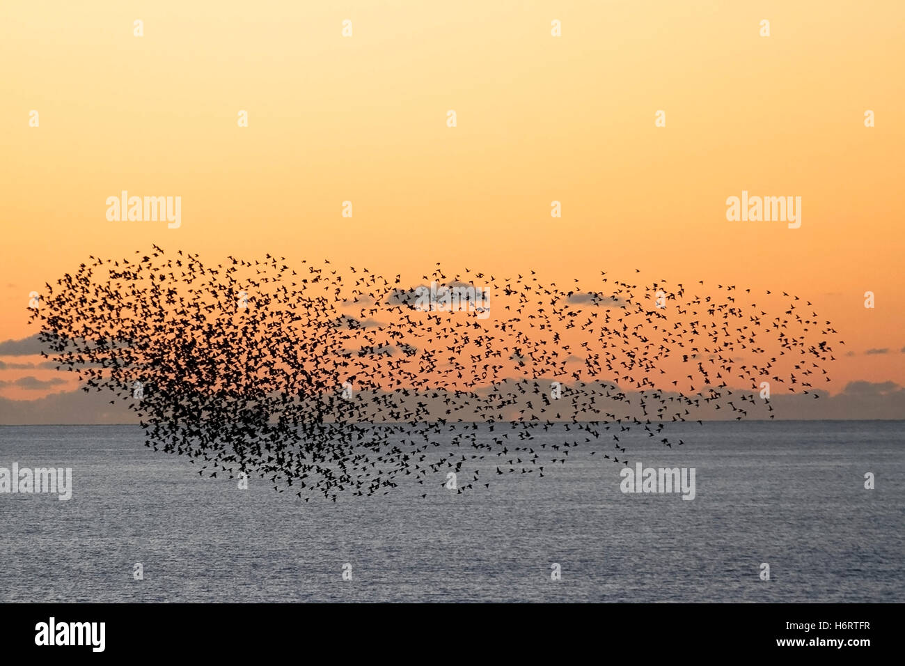 flock fly animal starling flight swarm bird dusk murmuration blackpool ...