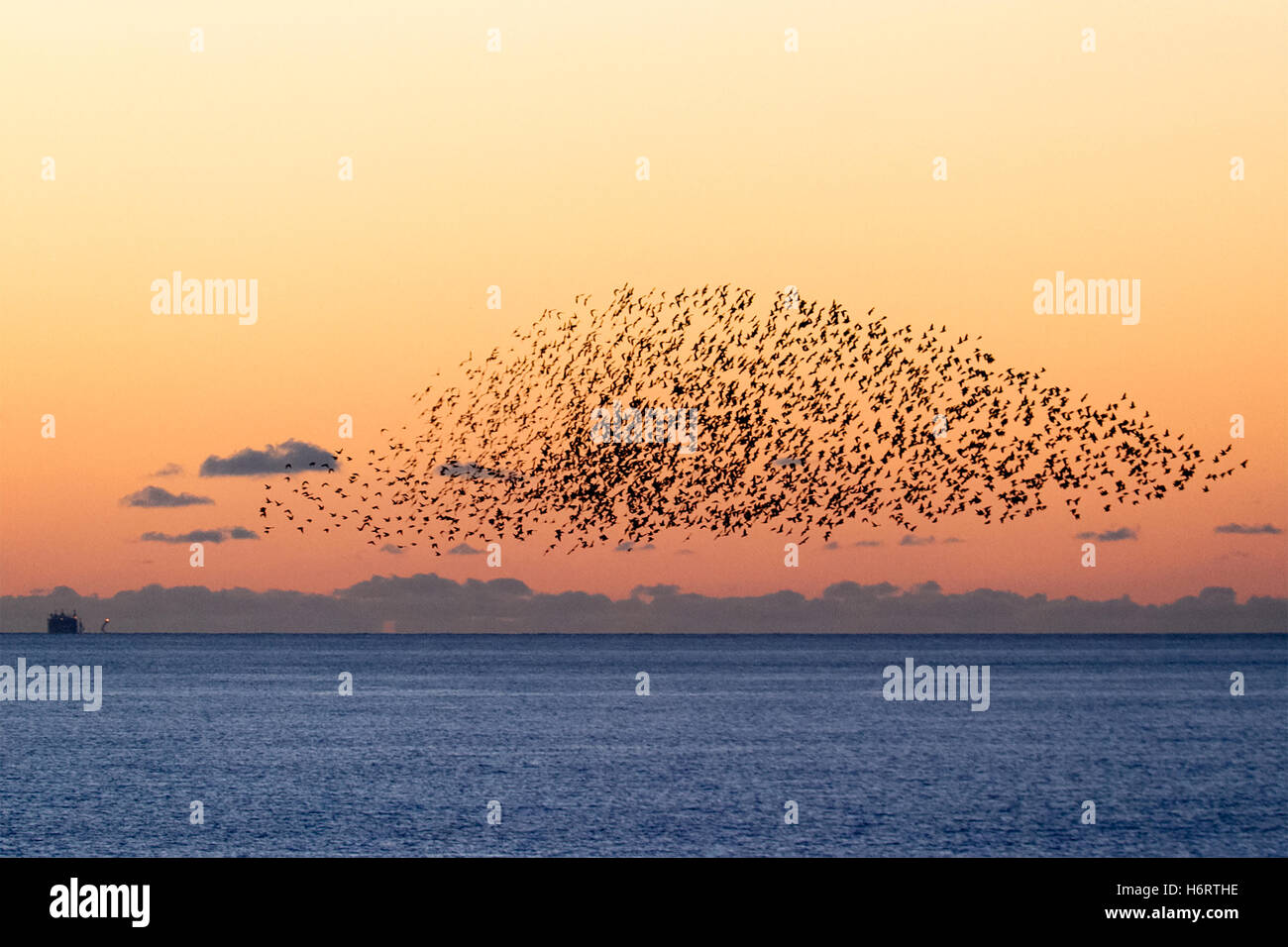 flock fly animal starling flight swarm bird dusk murmuration blackpool ...