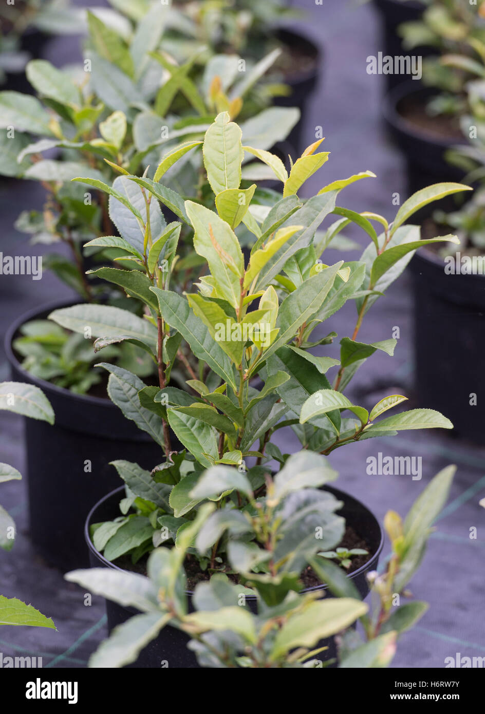 Freiburg, Germany. 20th Oct, 2016. Tea plants stand at a greenhouse in ...