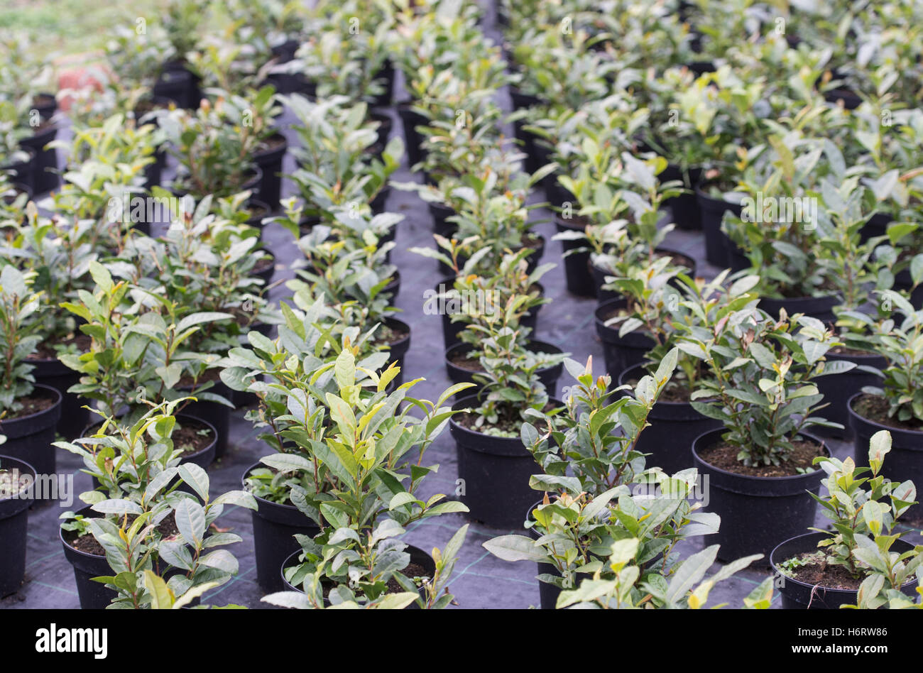 Freiburg, Germany. 20th Oct, 2016. Tea plants stand at a greenhouse in ...