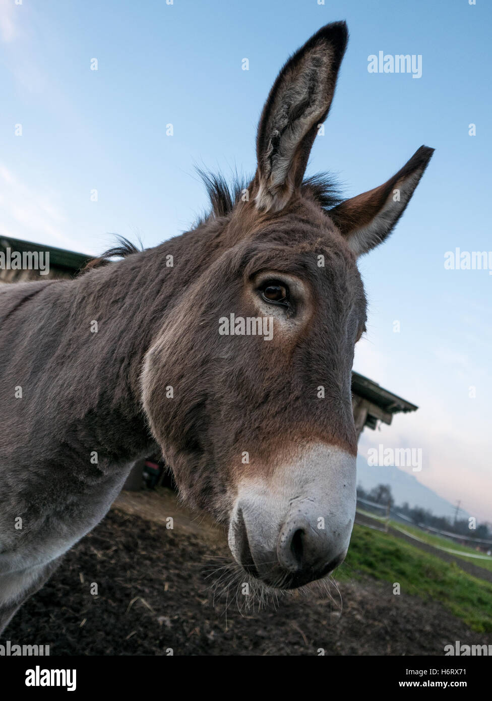 White snout hi-res stock photography and images - Alamy