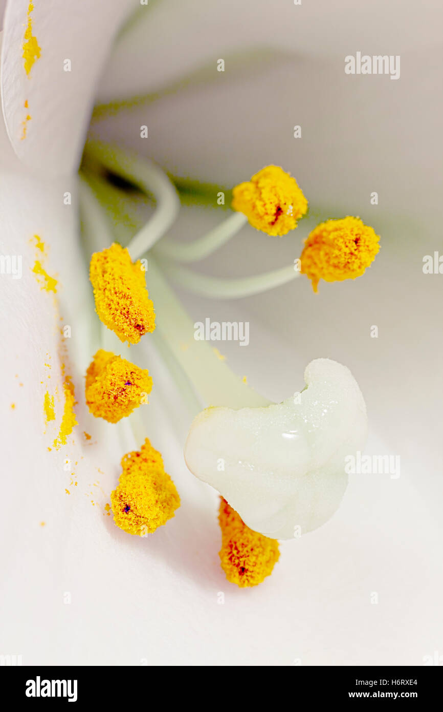 Botany liliaceae european hi-res stock photography and images - Alamy