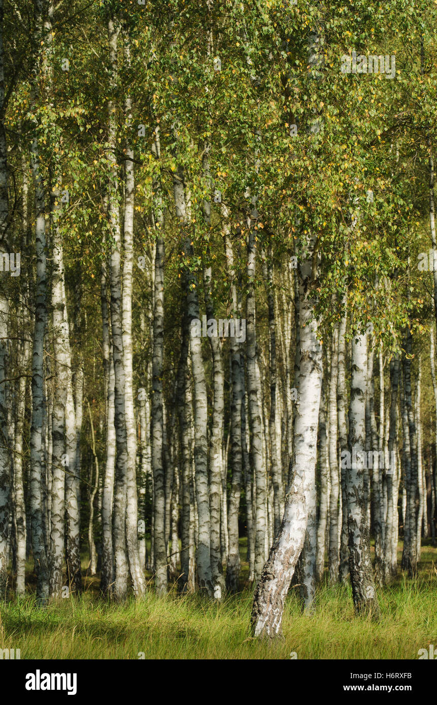 tree trees birch forest tree trees green wood summer summerly tribes ...