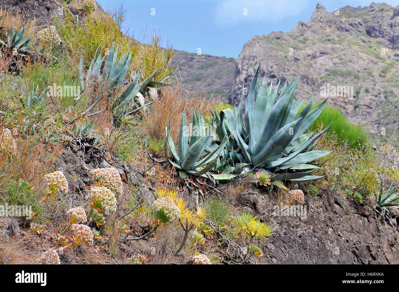 Cactus plants tenerife island canaries hi-res stock photography and ...