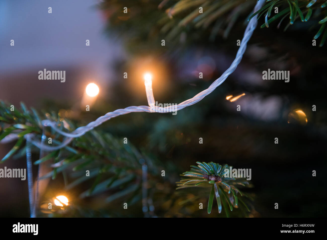 Christmas lights on a pine tree Stock Photo - Alamy