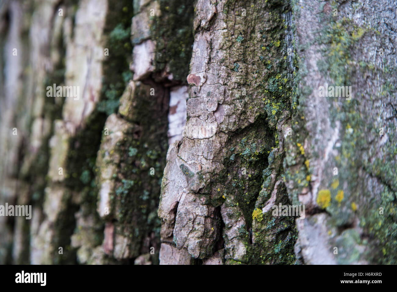 Tree bark wood hi-res stock photography and images - Alamy