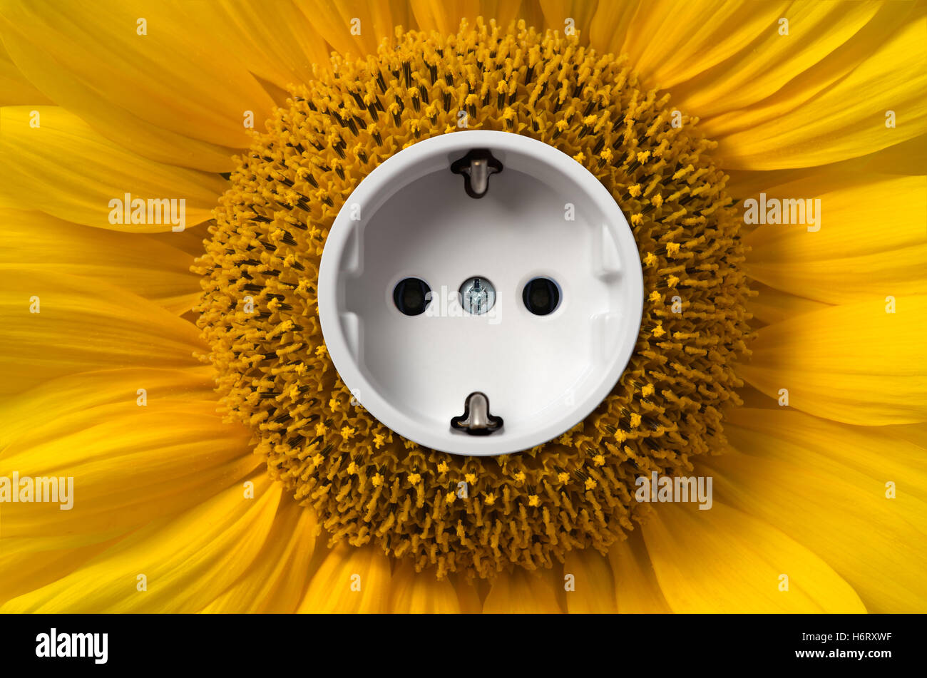 energy power electricity electric power flower sunflower plant outlet ...