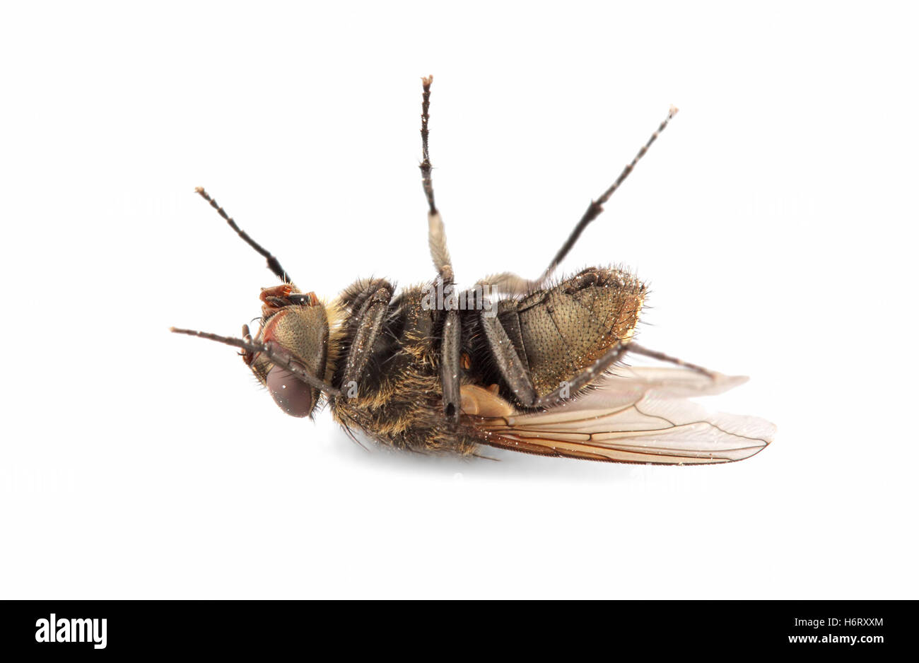 Hairy insects hi-res stock photography and images - Alamy