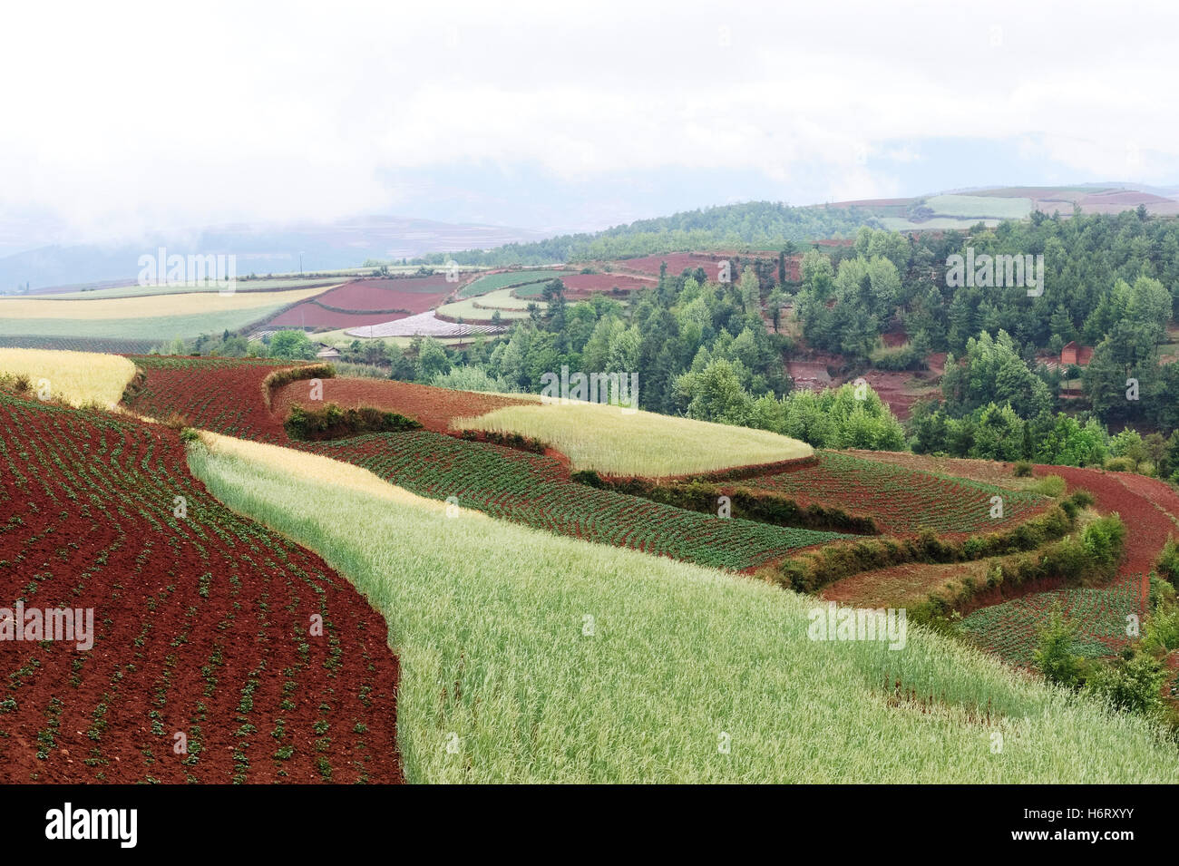 colour tree hill ground soil earth humus agriculture farming cloud ...