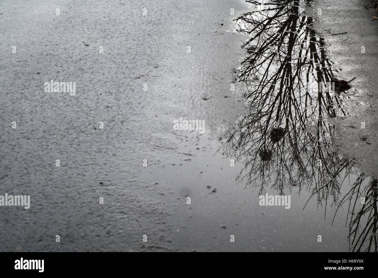 Reflection of a tree in a puddle Stock Photo - Alamy