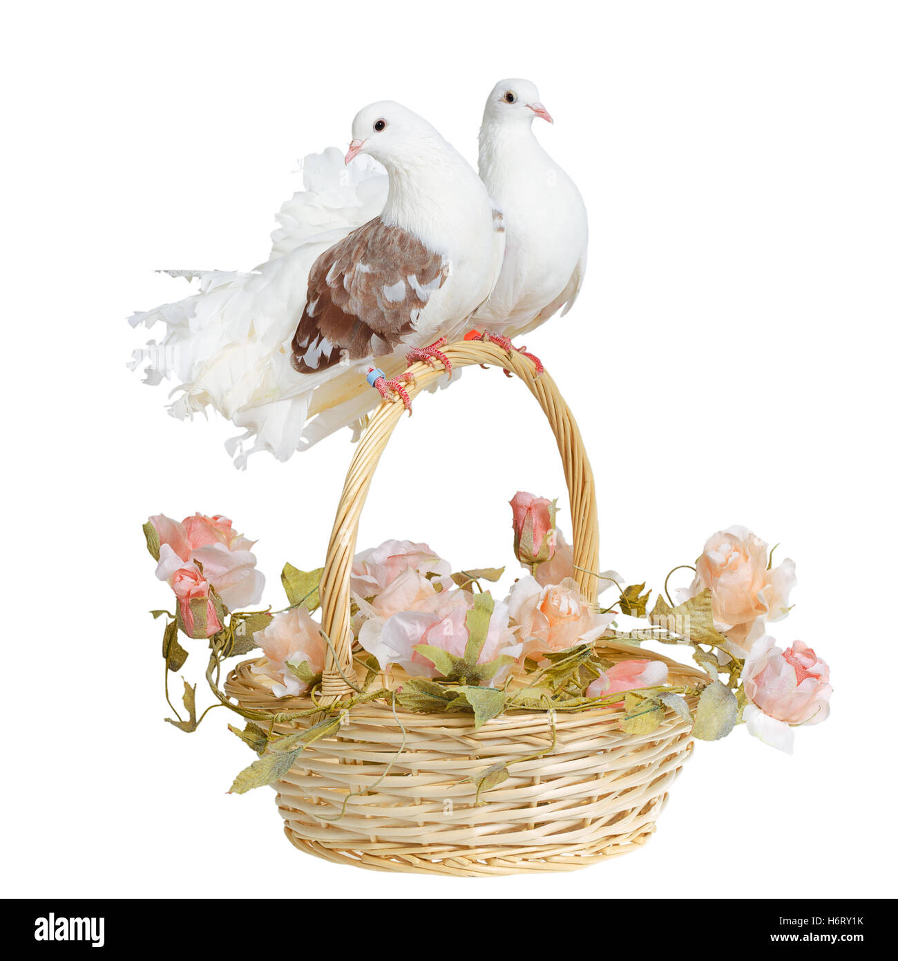 Flying birds model hi-res stock photography and images - Alamy