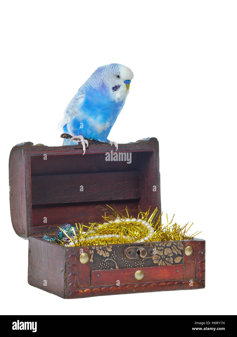 Large sea bird Cut Out Stock Images & Pictures - Alamy