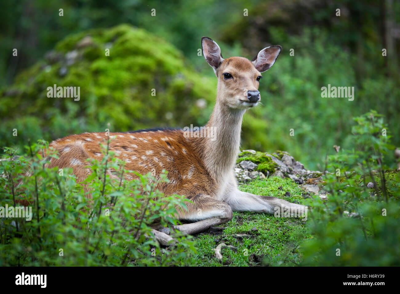 Horizontal wildlife mammals hi-res stock photography and images - Alamy