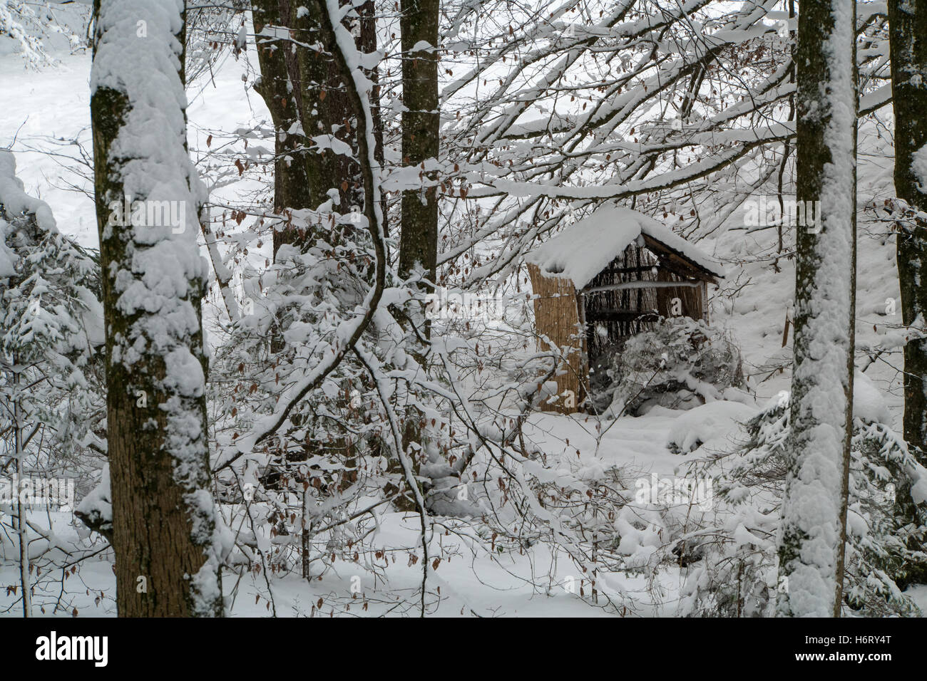 The hut in the forest hi-res stock photography and images - Alamy