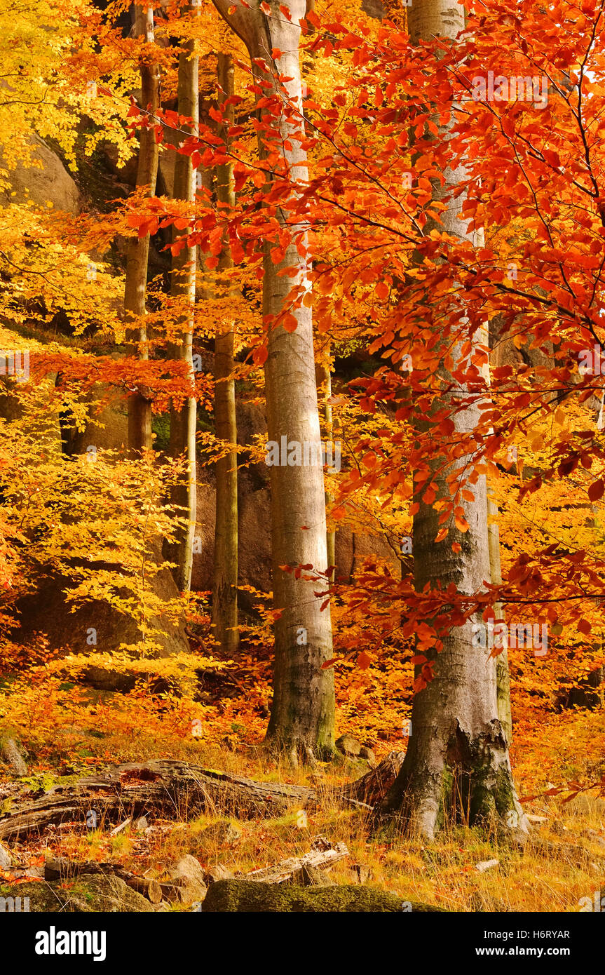Copper coloured foliage hi-res stock photography and images - Alamy