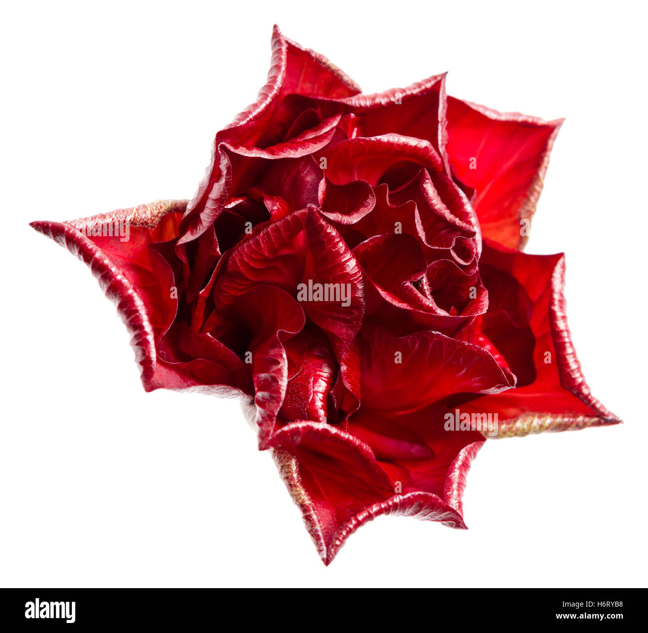 A single red rose isolated on white background Stock Photo - Alamy