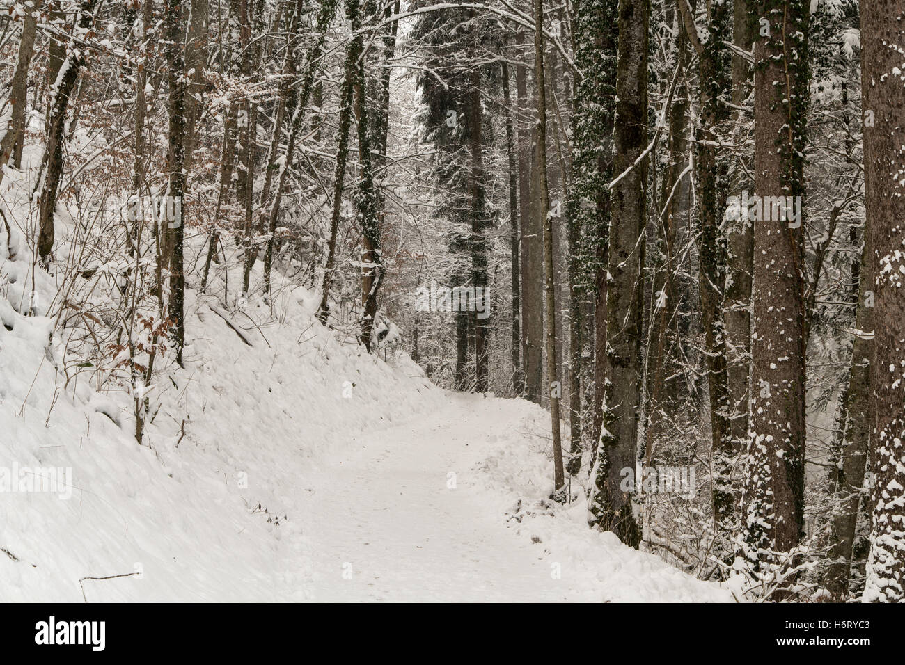 Road and trees covered in snow Stock Photo - Alamy