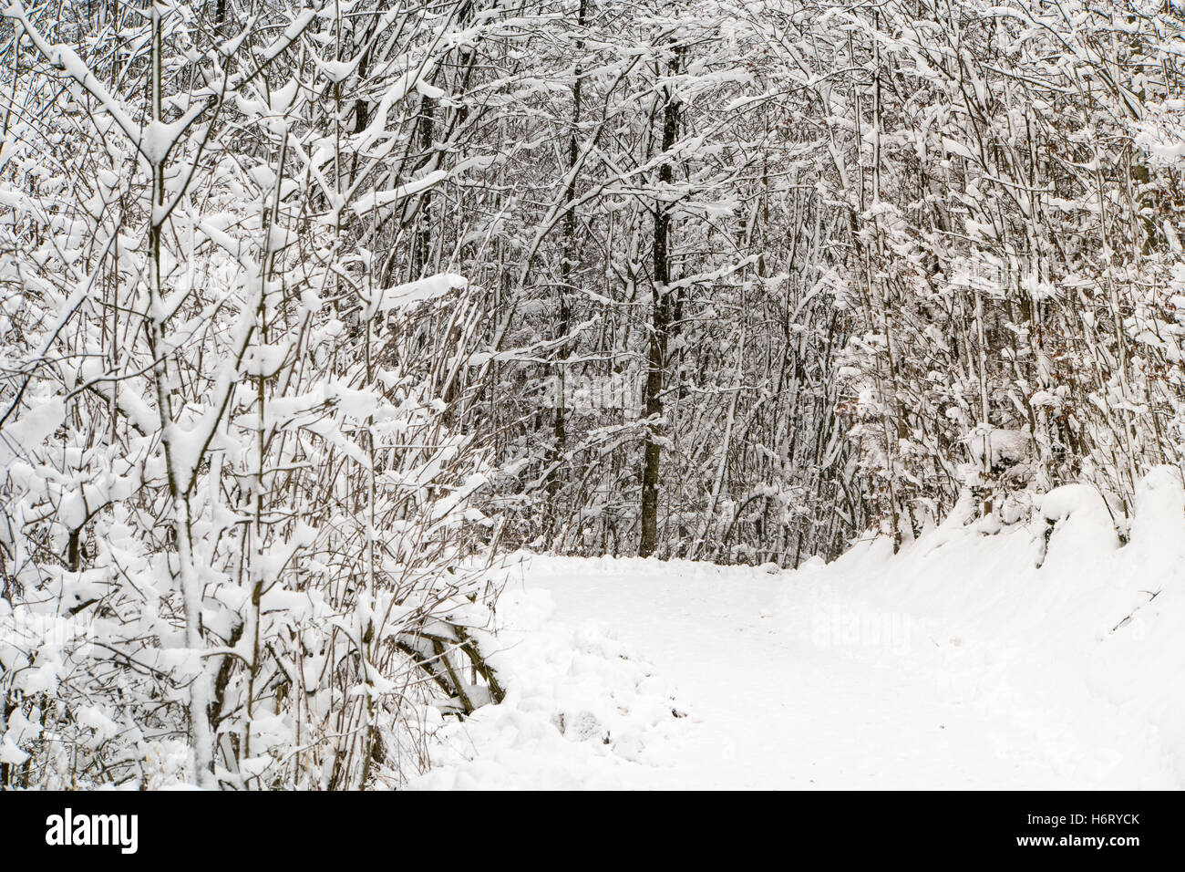 Road and trees covered in snow Stock Photo - Alamy