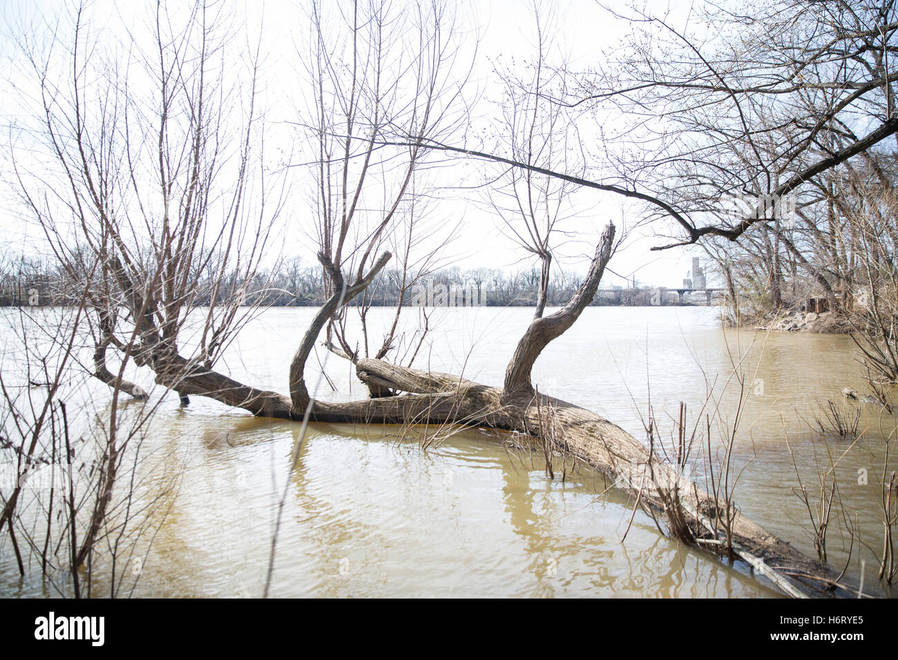 A fallen tree in a river Stock Photo - Alamy