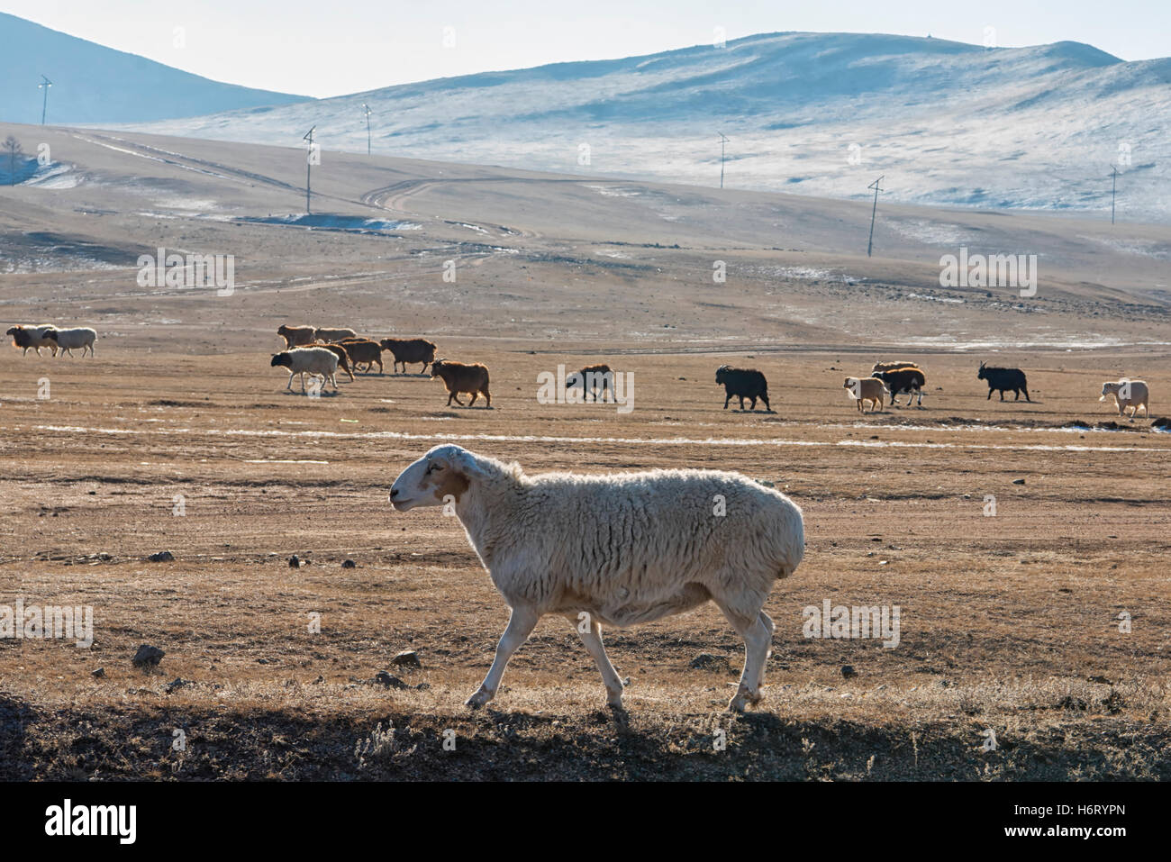 Cold steppe climate hi-res stock photography and images - Alamy