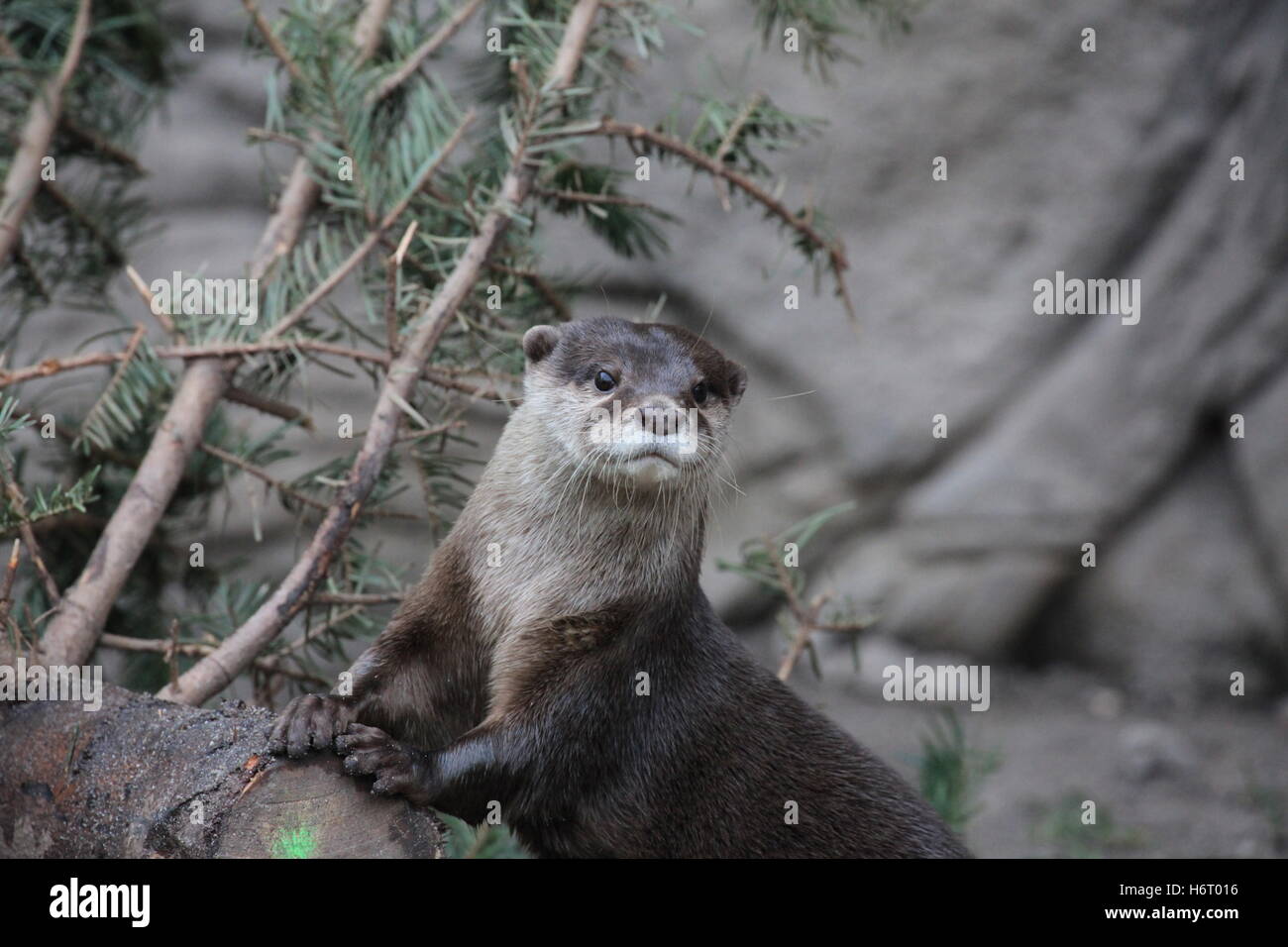 Cuddle fish hi-res stock photography and images - Alamy